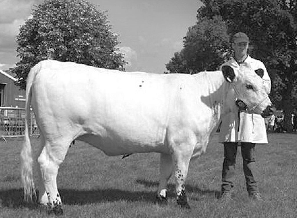 Raising British White Cattle for Flavorful Meat - Countryside